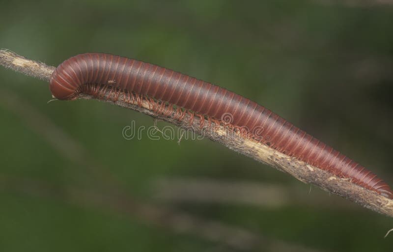 Red Trigoniulus Corallinus Climbing on the Dried Stem. Stock Image ...