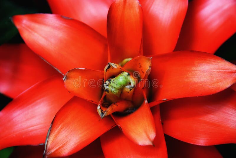 Image of Red Tropical Flower Stock Photo - Image of color, flower ...