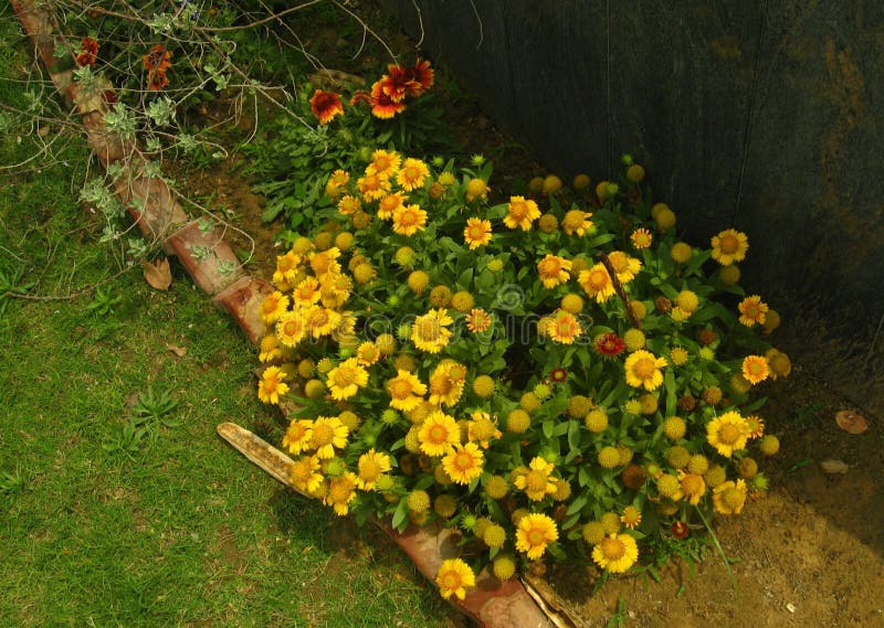 Image of Red and Yellow Sunflower on the Same Plant in the Park Stock ...