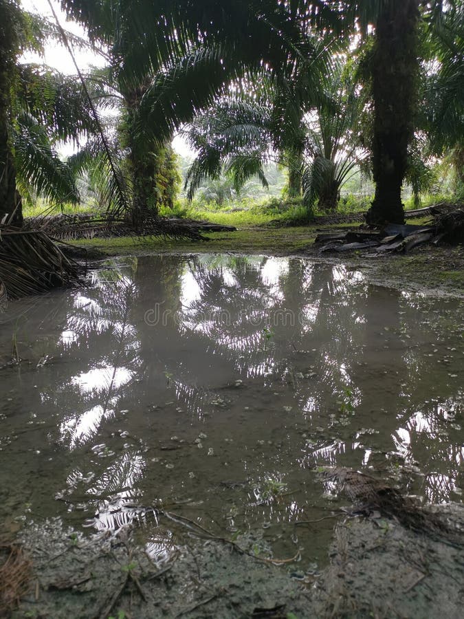 Reflective Pool of Stagnant Water after Heavy Rainfall at the Rural ...