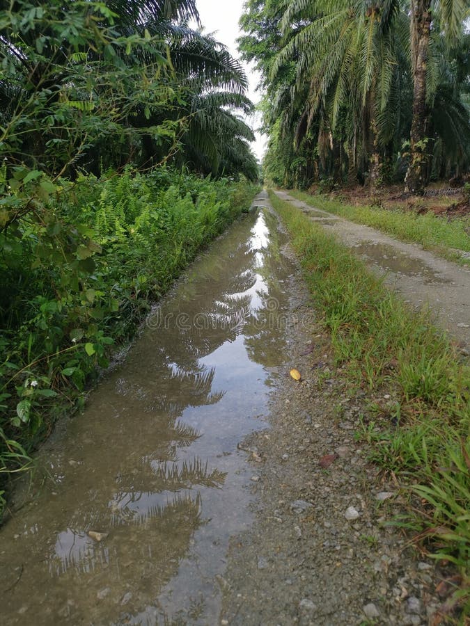Reflective Pool of Stagnant Water after Heavy Rainfall at the Rural ...