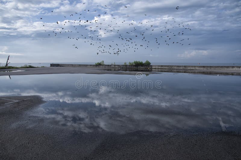 Reflective Pool of Water by the Park Stock Image - Image of dark, bird ...