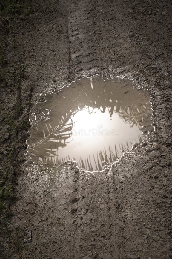 Reflective Puddle Along the Rural Pathway Stock Image - Image of green ...