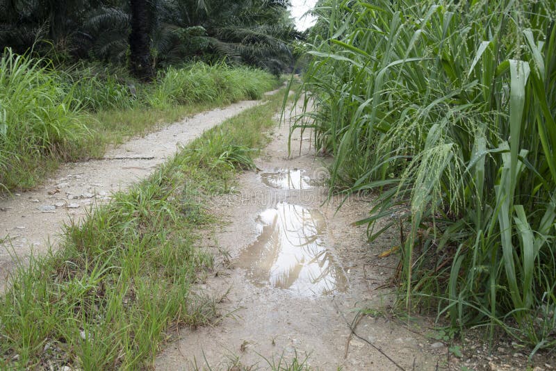 Reflective Puddle Along the Rural Pathway Stock Photo - Image of rain ...
