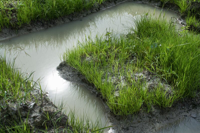 Reflective Puddle with Wild Manna Grass. Stock Image - Image of grass ...
