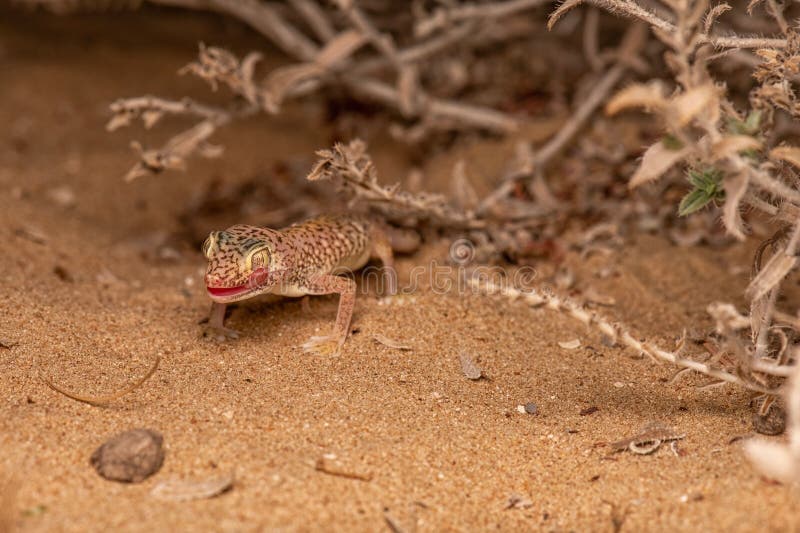 A Lizard in a Desert Area Walking on the Sand by Bushes Stock Photo ...