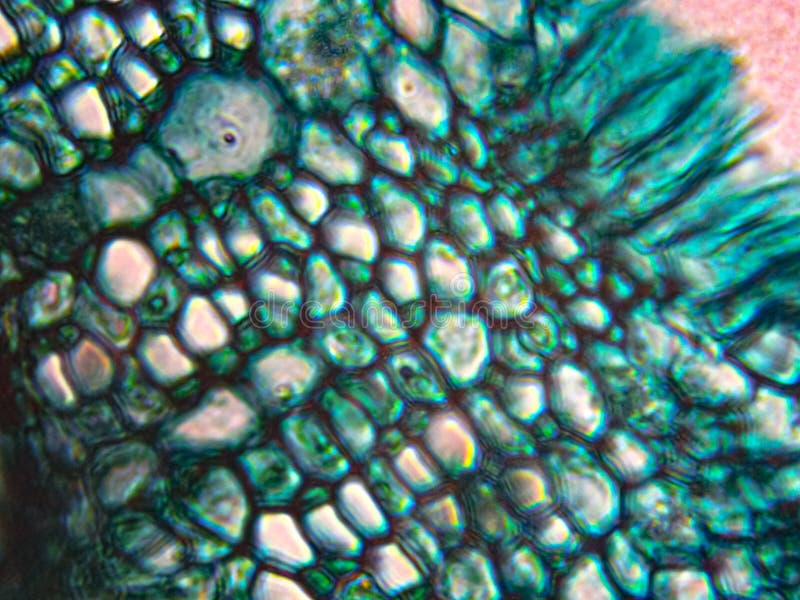 Under the Lens of a Microscope, the Intricate Details of a Cut Bush ...