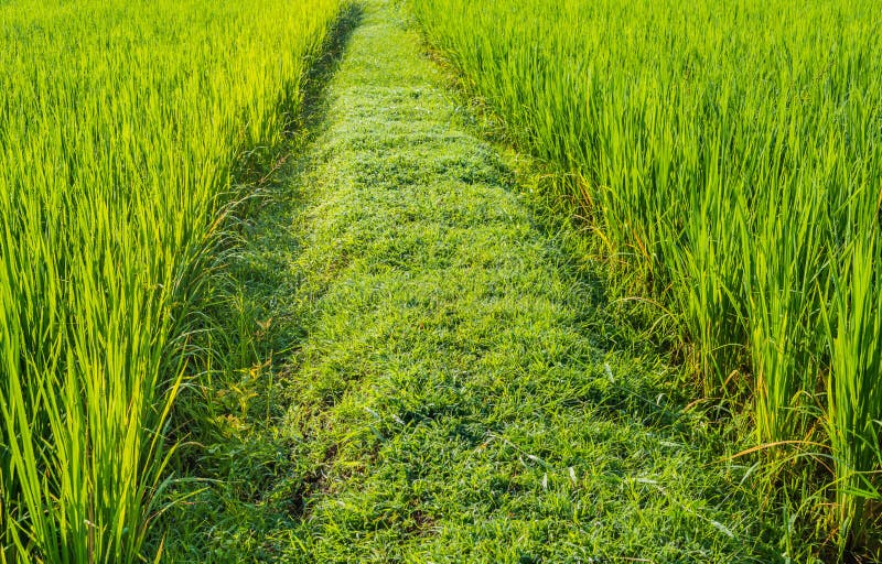 Image of Rice Field on Day Time Stock Photo - Image of growth ...