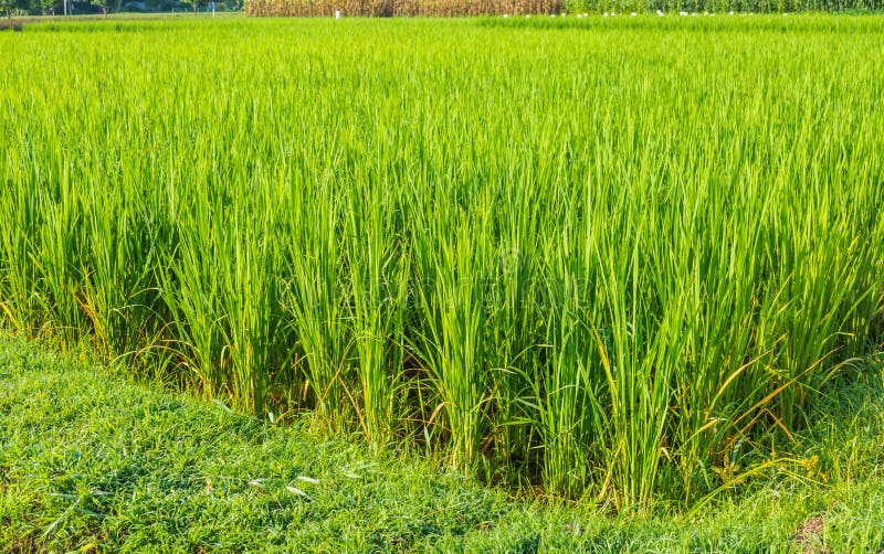 Image of Rice Field on Day Time Stock Image - Image of nature ...