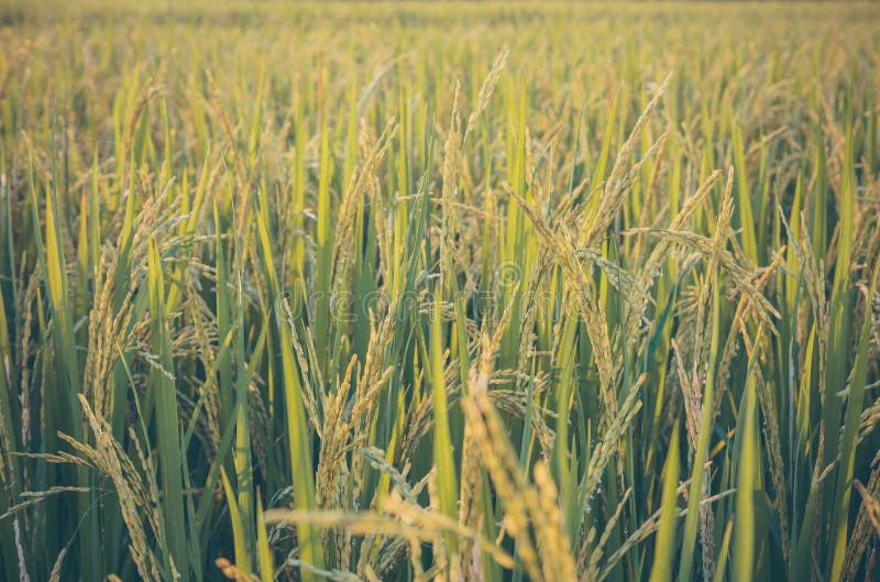 Image of Rice Field on Day Time. Stock Photo - Image of grow, field ...