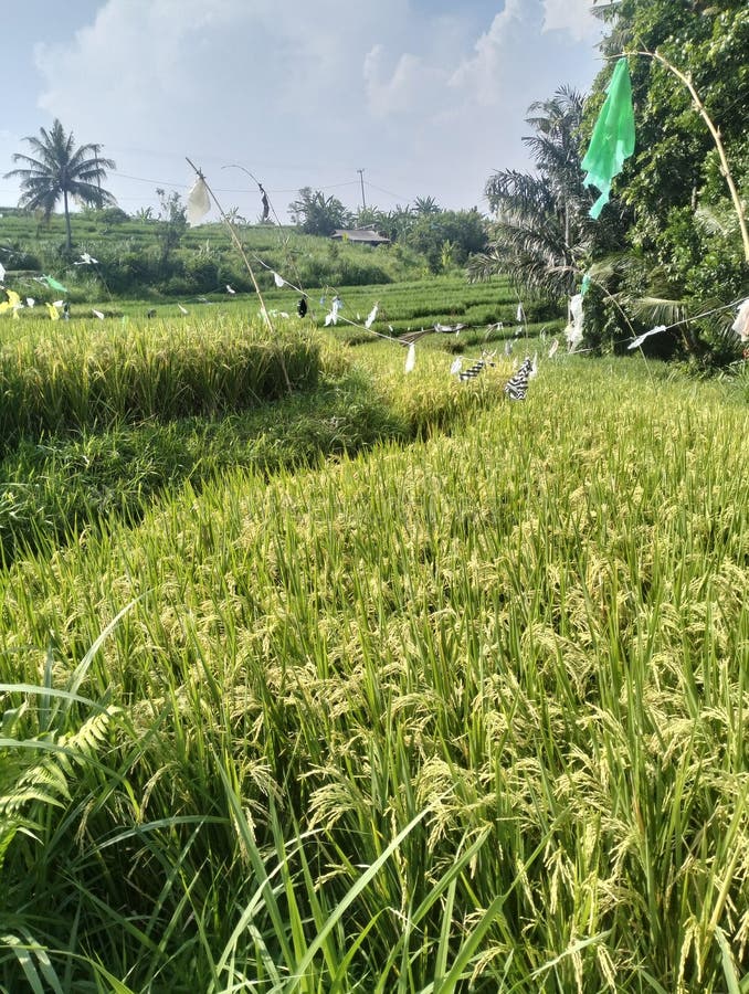 Image of Rice Fields in Fertile Countryside Stock Image - Image of rice ...