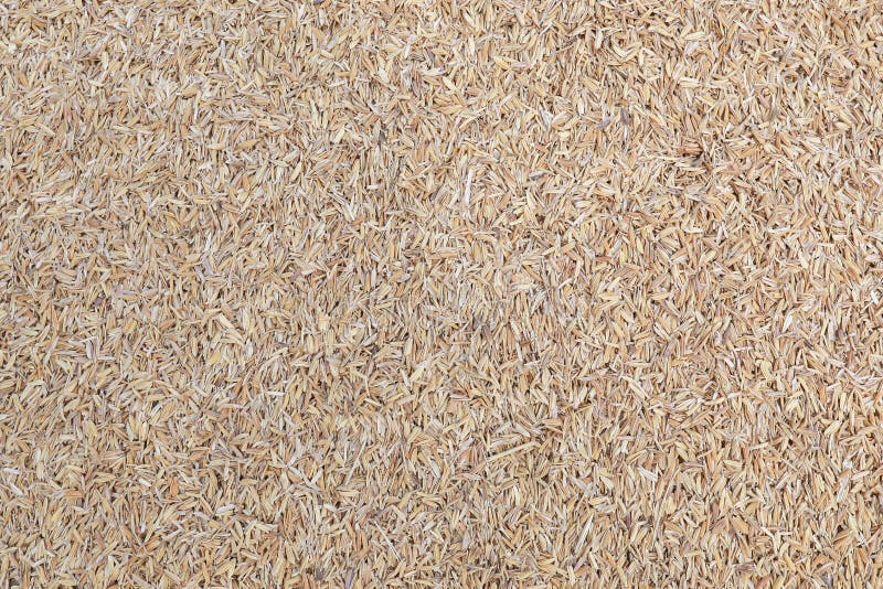 The Image of Rice Husk Background. it is a Hard Husk of Rice Grains ...