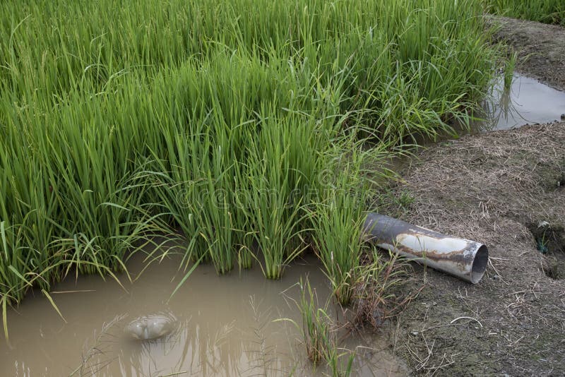 Rice Plant Growing on the Wet Paddy Bed Field. Stock Photo - Image of ...
