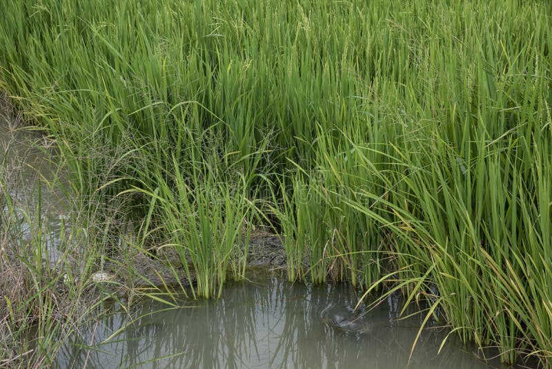 Rice Plant Growing on the Wet Paddy Bed Field. Stock Photo - Image of ...