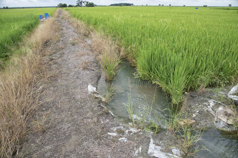 Rice Plant Growing on the Wet Paddy Bed Field. Stock Image - Image of ...