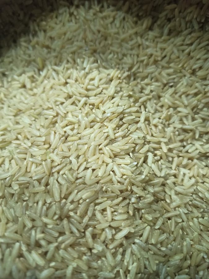 Image of Rice Take a Rice in Hand _ Pure Rice Stock Photo - Image of ...