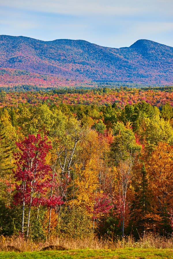 Right in Front of Row of Fall Foliage with Huge Mountains in Peak Fall ...