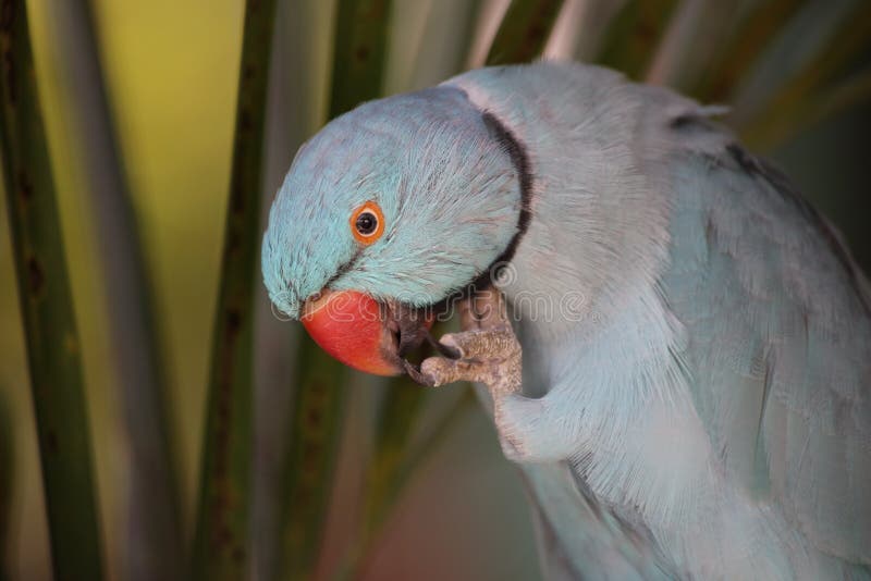 The Indian Blue Ring-necked Parakeet Stock Photo - Image of green ...
