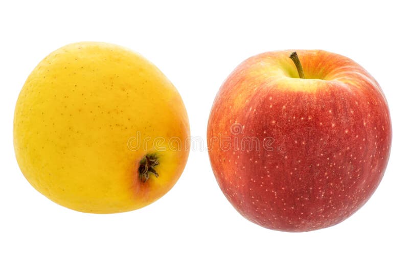 Ripe Fruit Two Apples Yellow and Red Stock Image - Image of energy ...