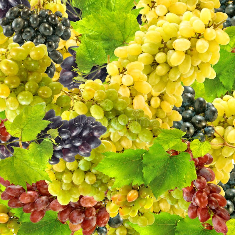 Image of Ripe Grapes in the Garden Close-up Stock Photo - Image of card ...