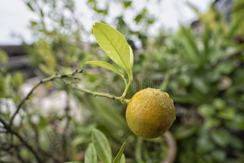 A Ripe Lime Fruit Hanging on Its Stem. Stock Photo - Image of ripe ...