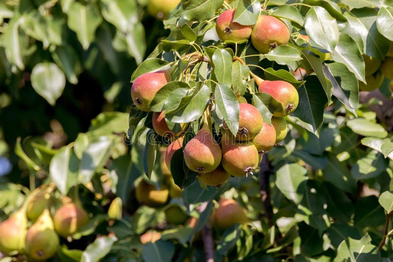 Ripening Red Pear on a Tree in the Garden Stock Photo - Image of ...