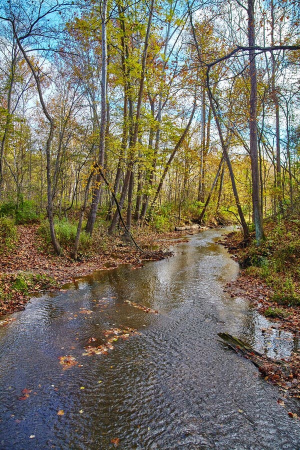 River Gently Flows between Thin Tall Trees Deeper into the Forest Stock ...