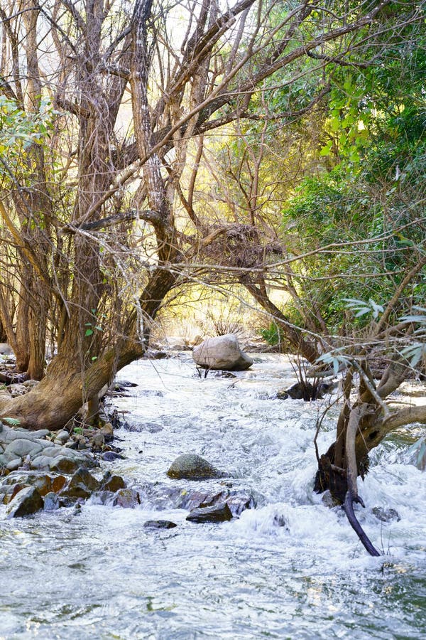 The Image of a River and Stream Flowing through the Rocks in the Rich ...