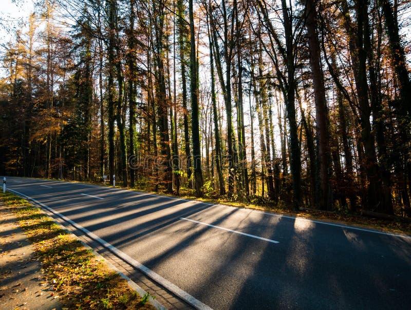 Image of Road in the Forest with Lights and Shadows Stock Image - Image ...