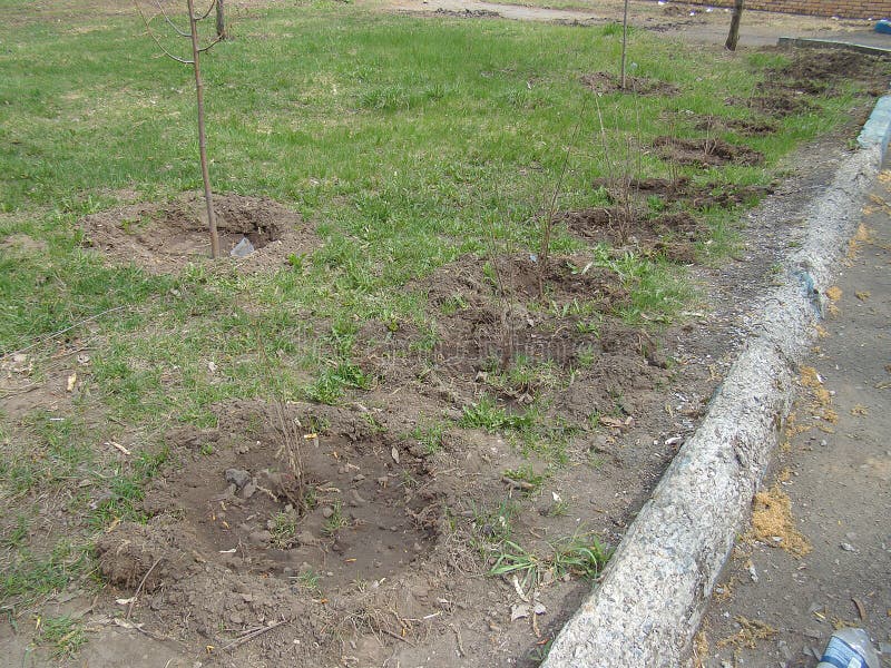 Image of a Roadside Area with Tree Planting Sites, Empty Holes for ...