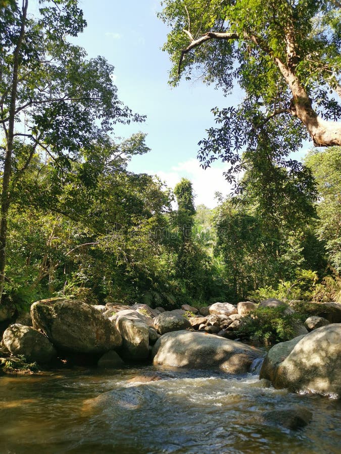 Rocky Flowing River Stream in the Jungle Stock Image - Image of river ...