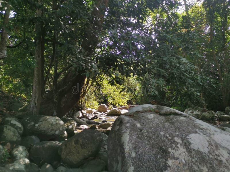 Rocky Flowing River Stream in the Jungle Stock Image - Image of stream ...