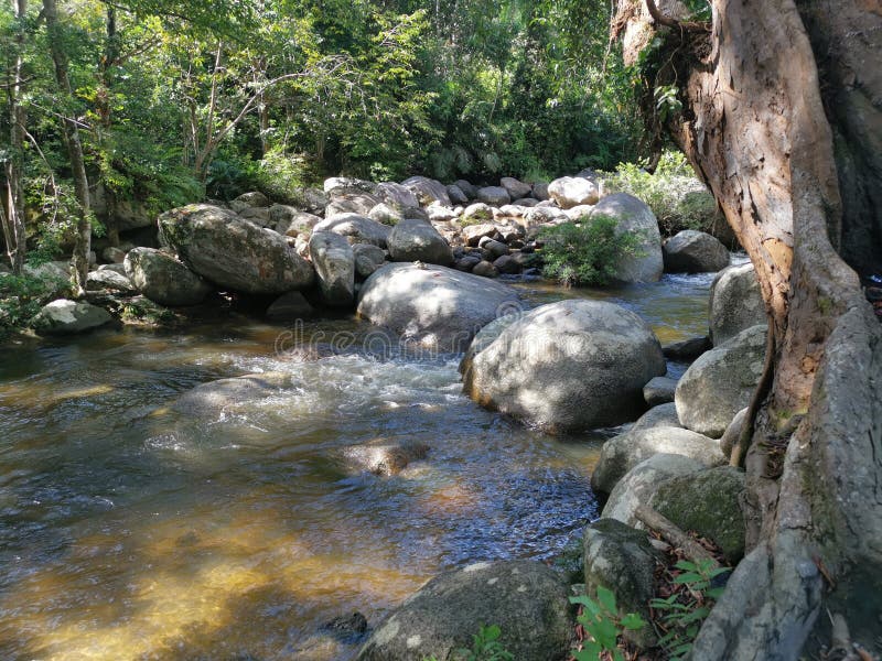 Rocky Flowing River Stream in the Jungle Stock Photo - Image of rocky ...