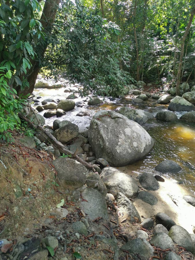Rocky Flowing River Stream in the Jungle Stock Photo - Image of forest ...