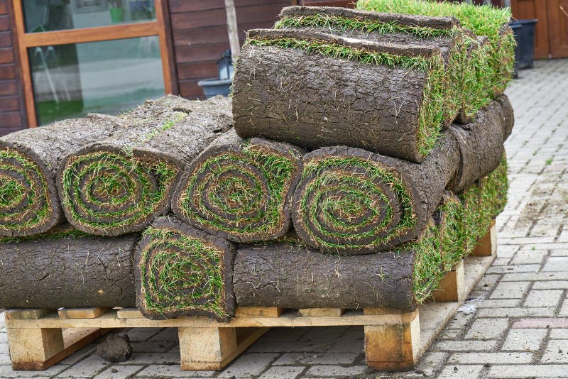 Image of Rolls of Lawn Grass. Stock Photo - Image of dirt, growing ...