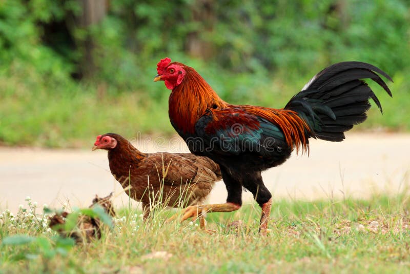 Image of rooster and hen. stock image. Image of female - 75988211