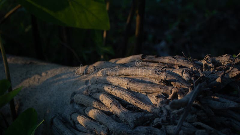 Image of the Roots of the Betel Tree. the Shadow of the Sun Has Fallen ...