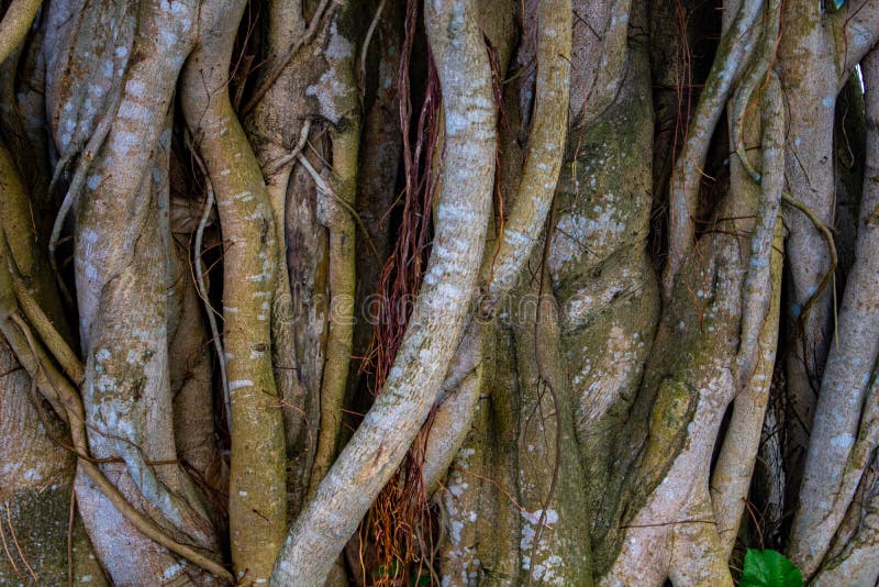 Image of a Bot Tree on the River Bank. a Wonderful View of the River ...