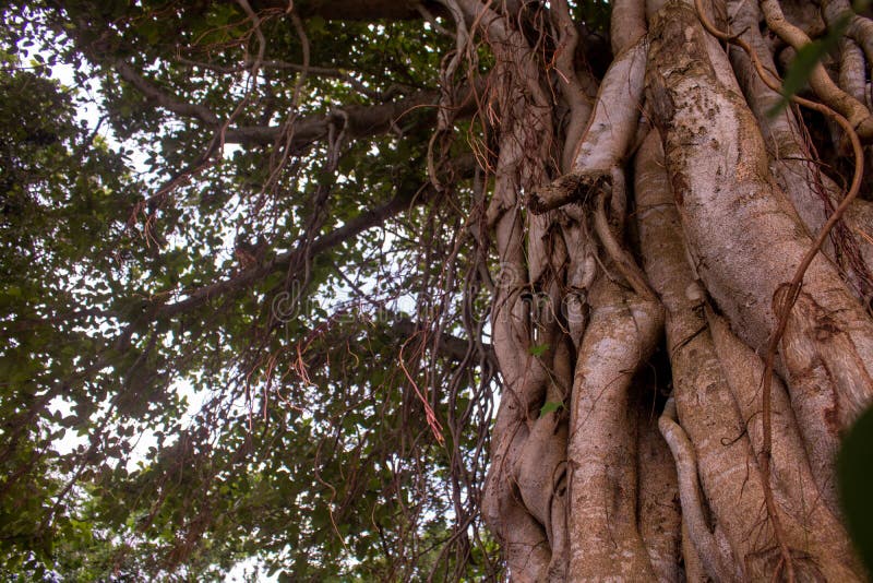 Image of the Roots of a Large Bot Tree. Pictures of Wild Trees Stock ...