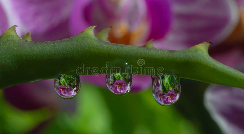 Image of a Rose Branch with Thorns and Three Raindrops with Orchid ...
