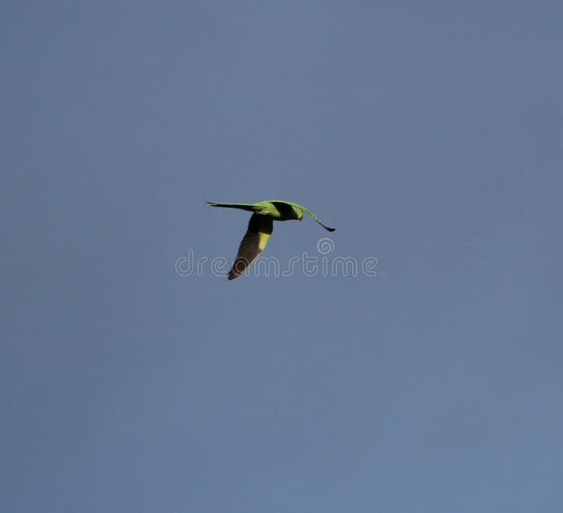 Rose Ringed Parakeet in Flight Stock Image - Image of nature ...