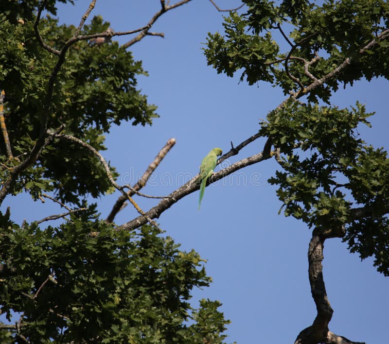 Rose Ringed Parakeet in a Tree Stock Image - Image of ...