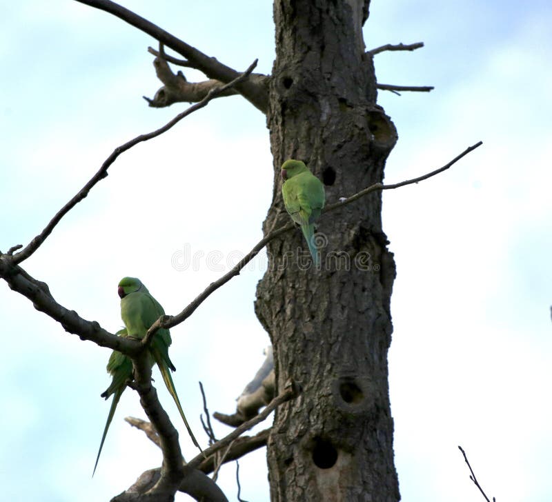 Rose Ringed Parakeets in a Tree Stock Image - Image of england ...