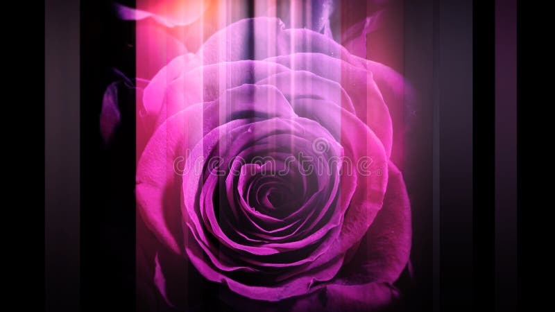An Image of a Rose and a Vertical Line that Moves Left and Right Stock ...