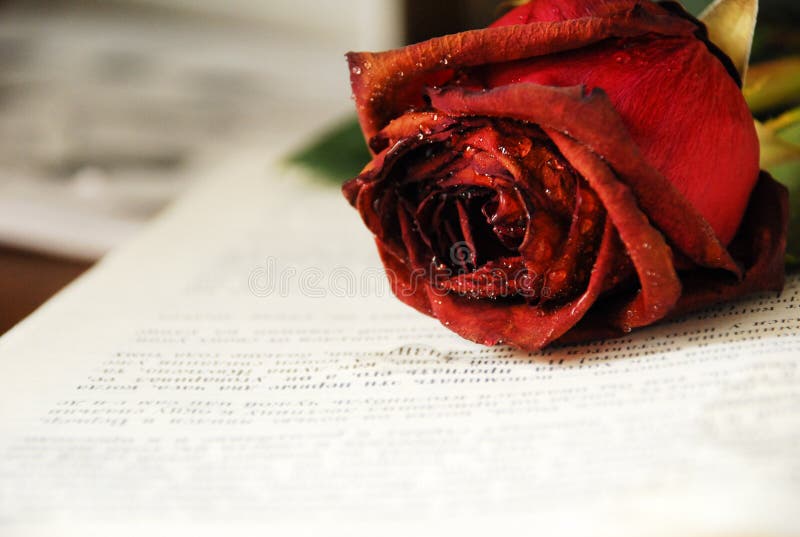 Image of roses on book stock image. Image of open, beautiful - 31798935