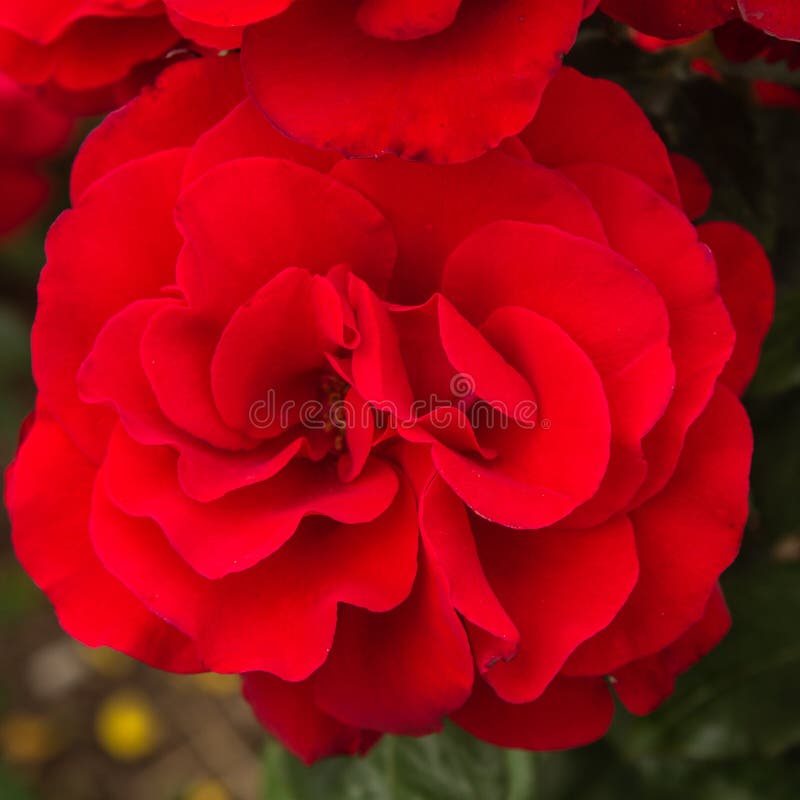 Image of Roses stock image. Image of green, rose, nature - 121121019