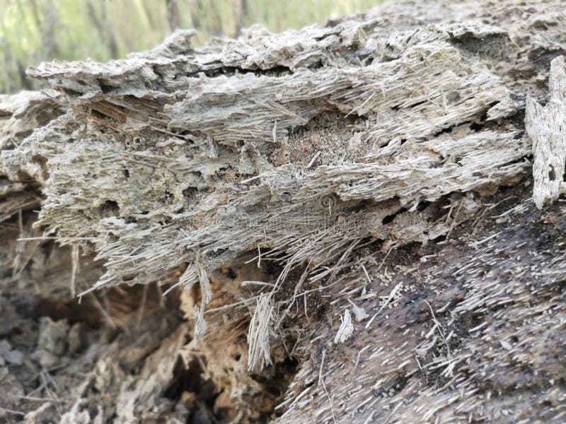 Rotting or Decaying Tree Trunk on the Field Stock Image - Image of moss ...