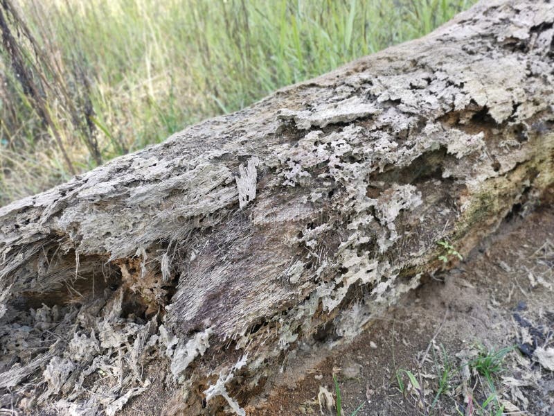 Rotting or Decaying Tree Trunk on the Field Stock Image - Image of ...