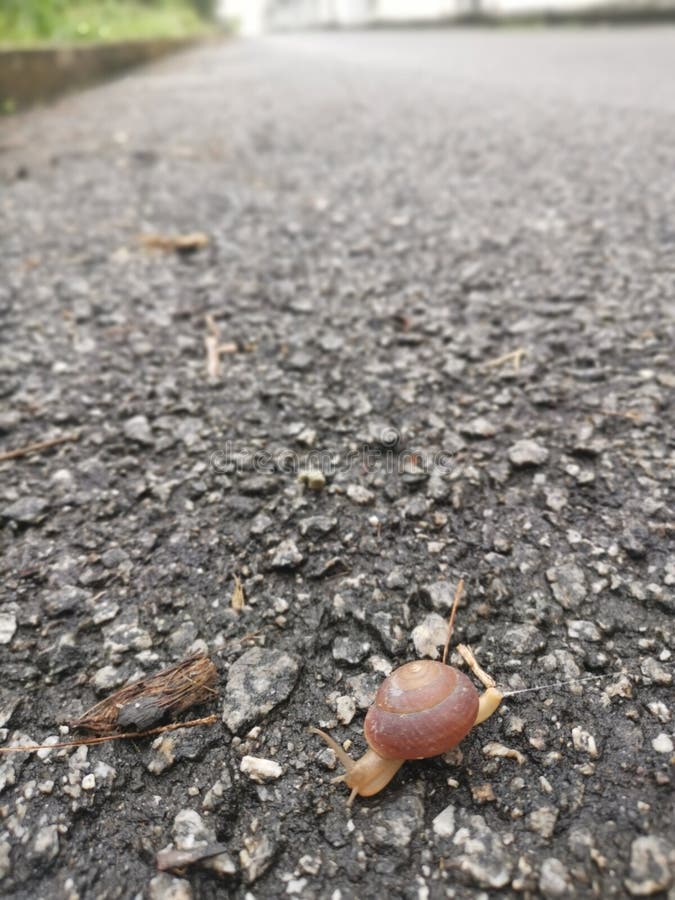 Rotund Disc Snail Crossing and Crawling on the Asphalt Street. Stock ...