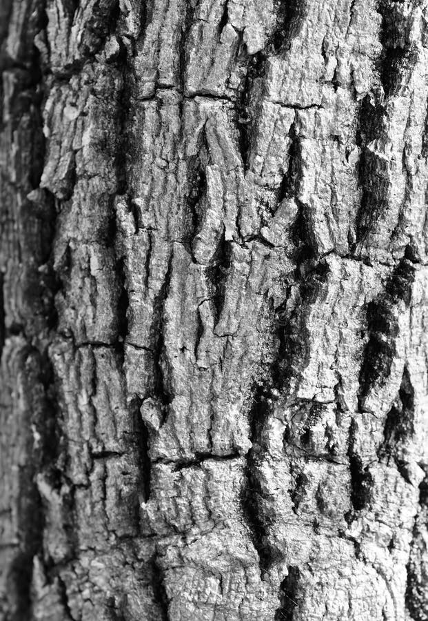 Rough Tree Bark Texture in Monochrome Stock Photo - Image of ...